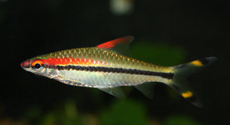 Brzanka Rekinia • Brzanka Rekina • Rekiniak Srebrzysty - ryba