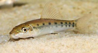 Glonojad syjamski • Glonojady syjamskie, albinos, ryba