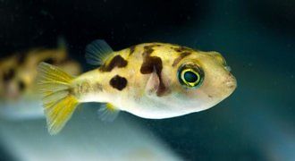 Welonka • Złota rybka • Welon ryba • Welonki