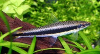 Bocja wspaniała • Chromobotia macracanthus • Bocje