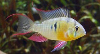 Bystrzyk Amandy • Hyphessobrycon amandae • Bystrzyki