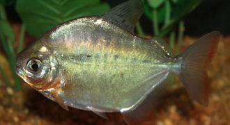 Bystrzyk Amandy • Hyphessobrycon amandae • Bystrzyki