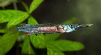 Sum Rekini • Sumy Rekinie, Panga, akwarium, hodowla