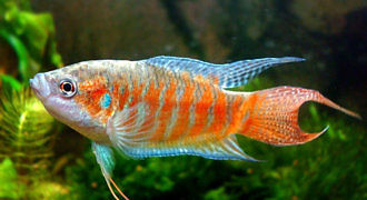 Welonka • Złota rybka • Welon ryba • Welonki